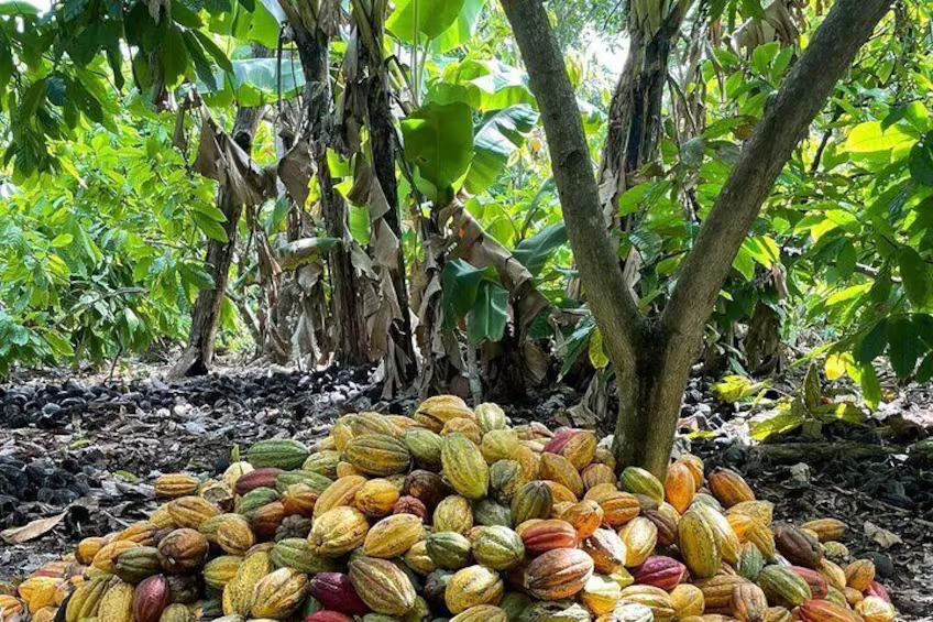 Discover Dominican Life Excursion - Go Dominican Travel